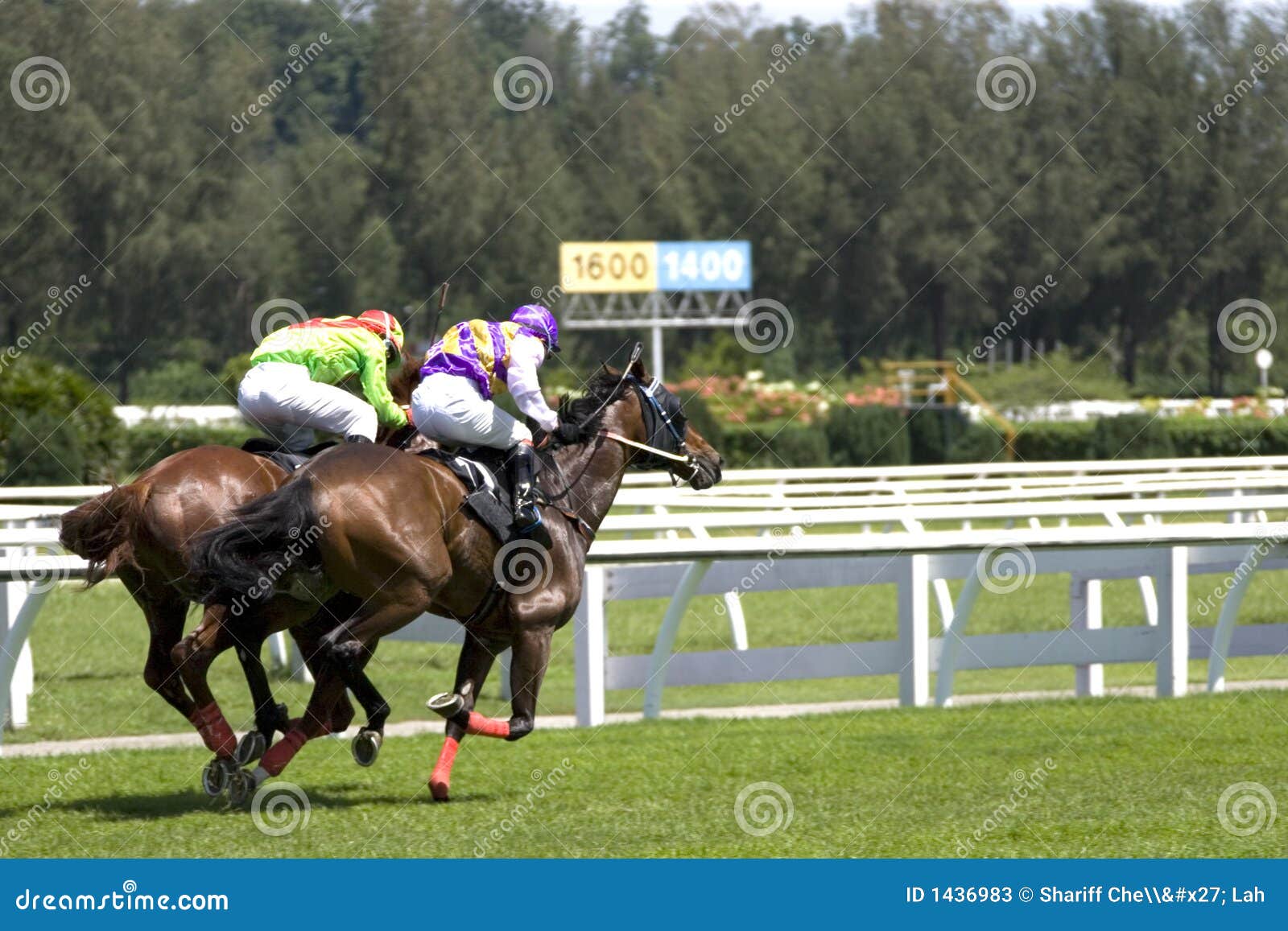 Horse Racing stock image. Image of bets, sports, stakes - 1436983