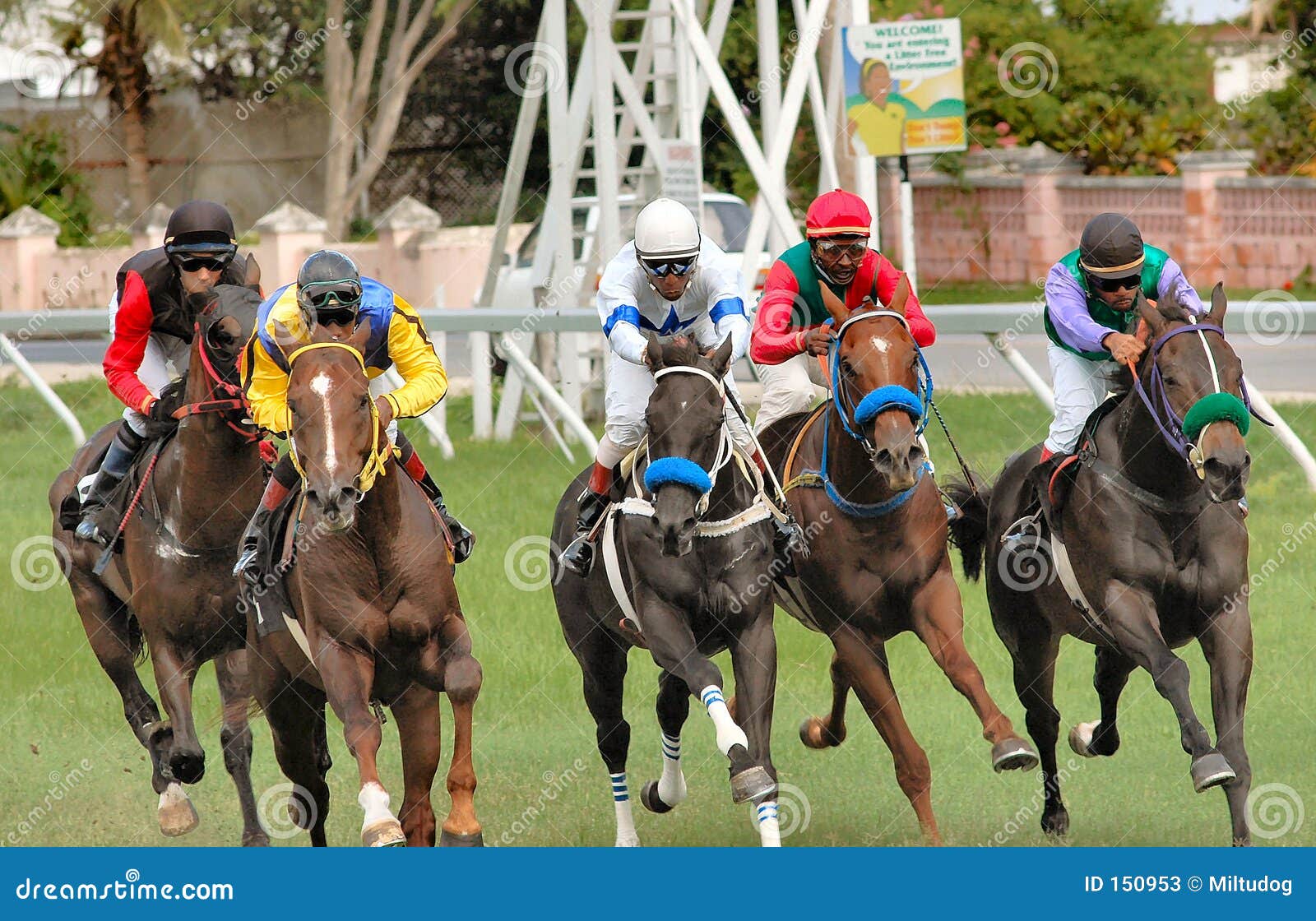 Horse racing stock image. Image of horse, turf, colt, track - 150953