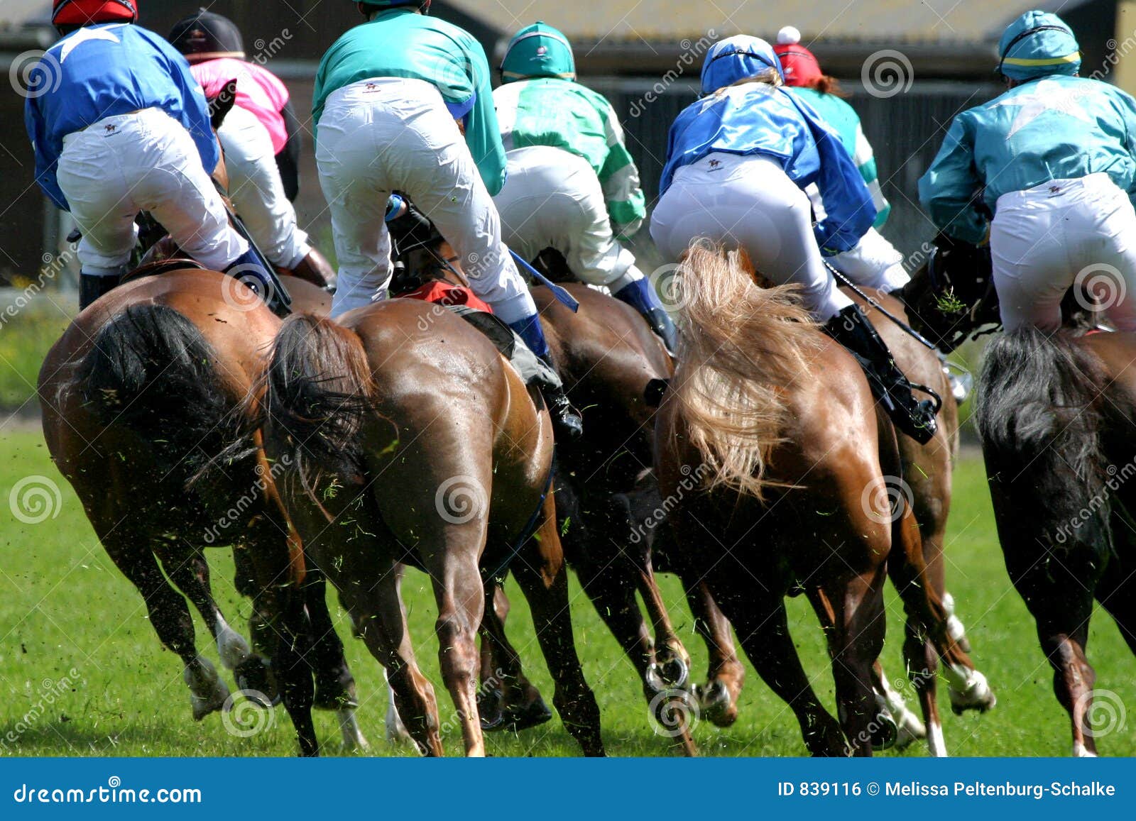 Horse-racing stock photo. Image of animals, horse, grass - 839116
