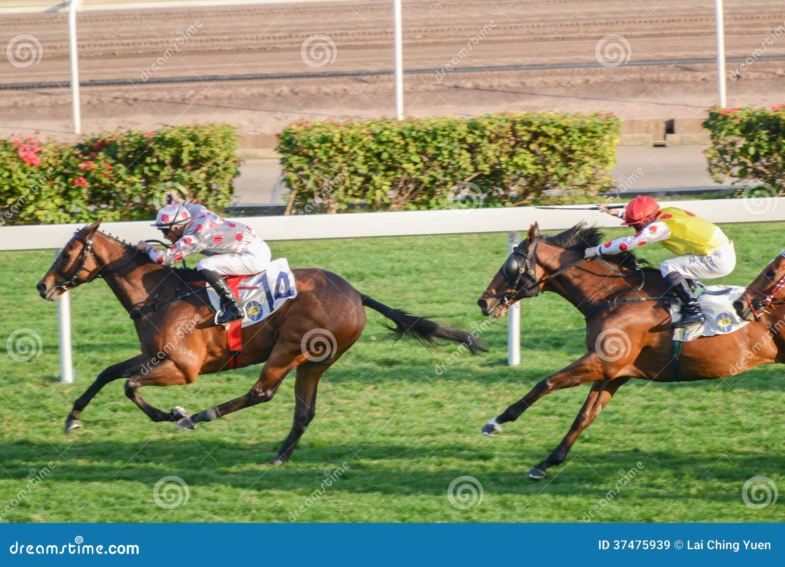Horse racing in Shatian editorial stock image. Image of enjoy - 37475939
