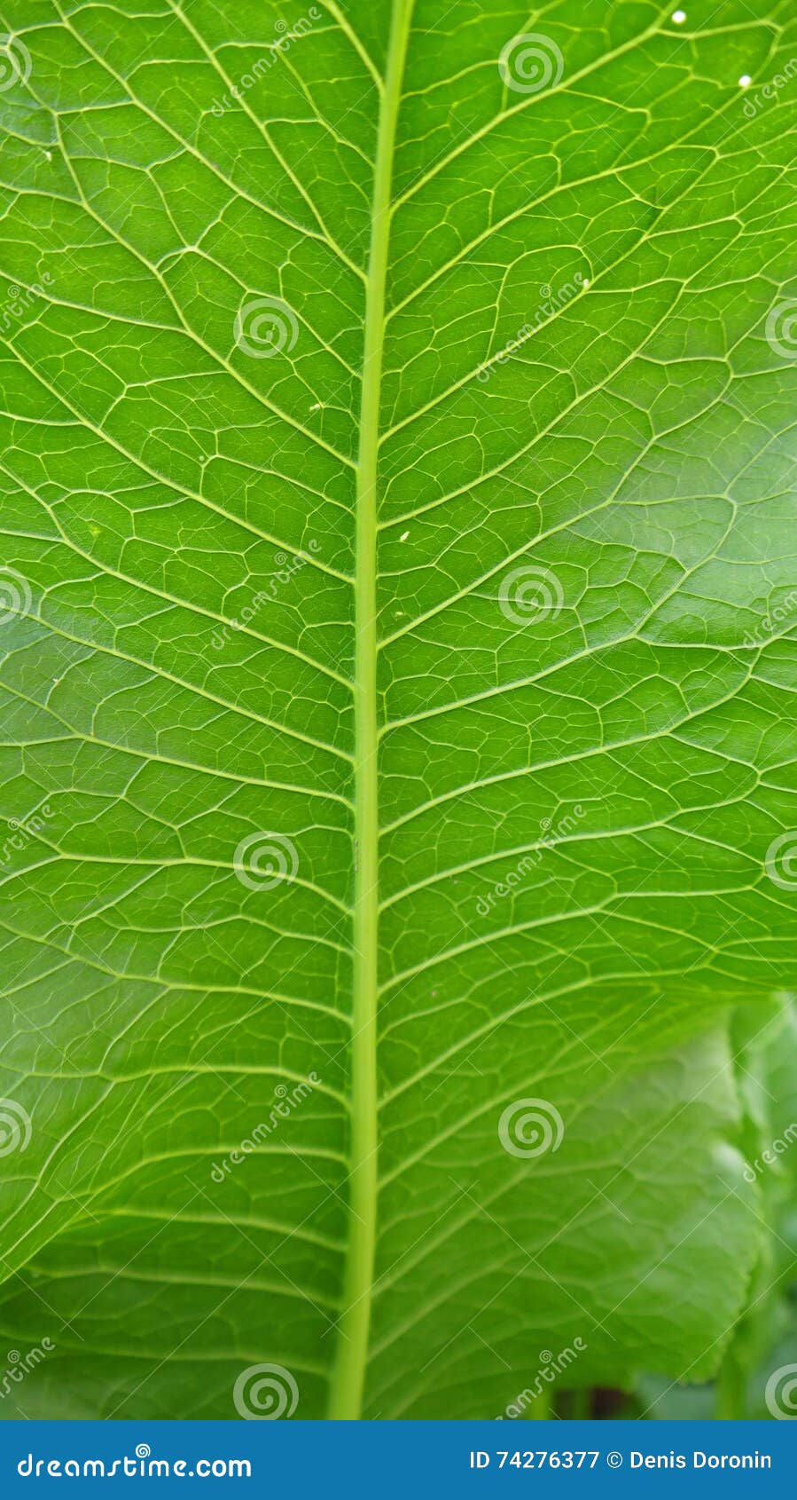Horse Radish Leaf Back Side Stock Image - Image of dressing, canteen ...