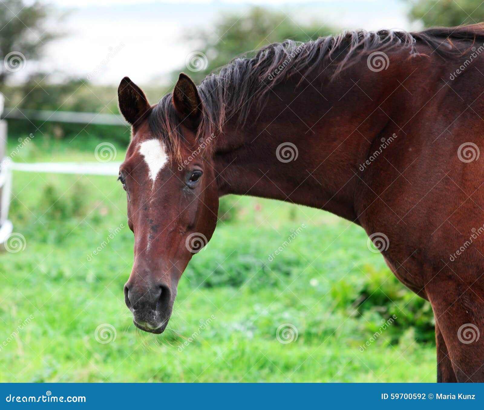 Horse with a raised hoof stock photo. Image of black - 59700592