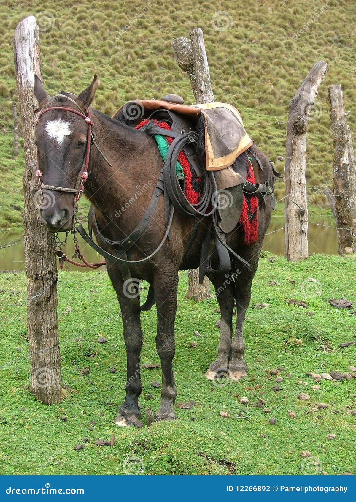 Horse on a ranch stock photo. Image of working, mule - 12266892