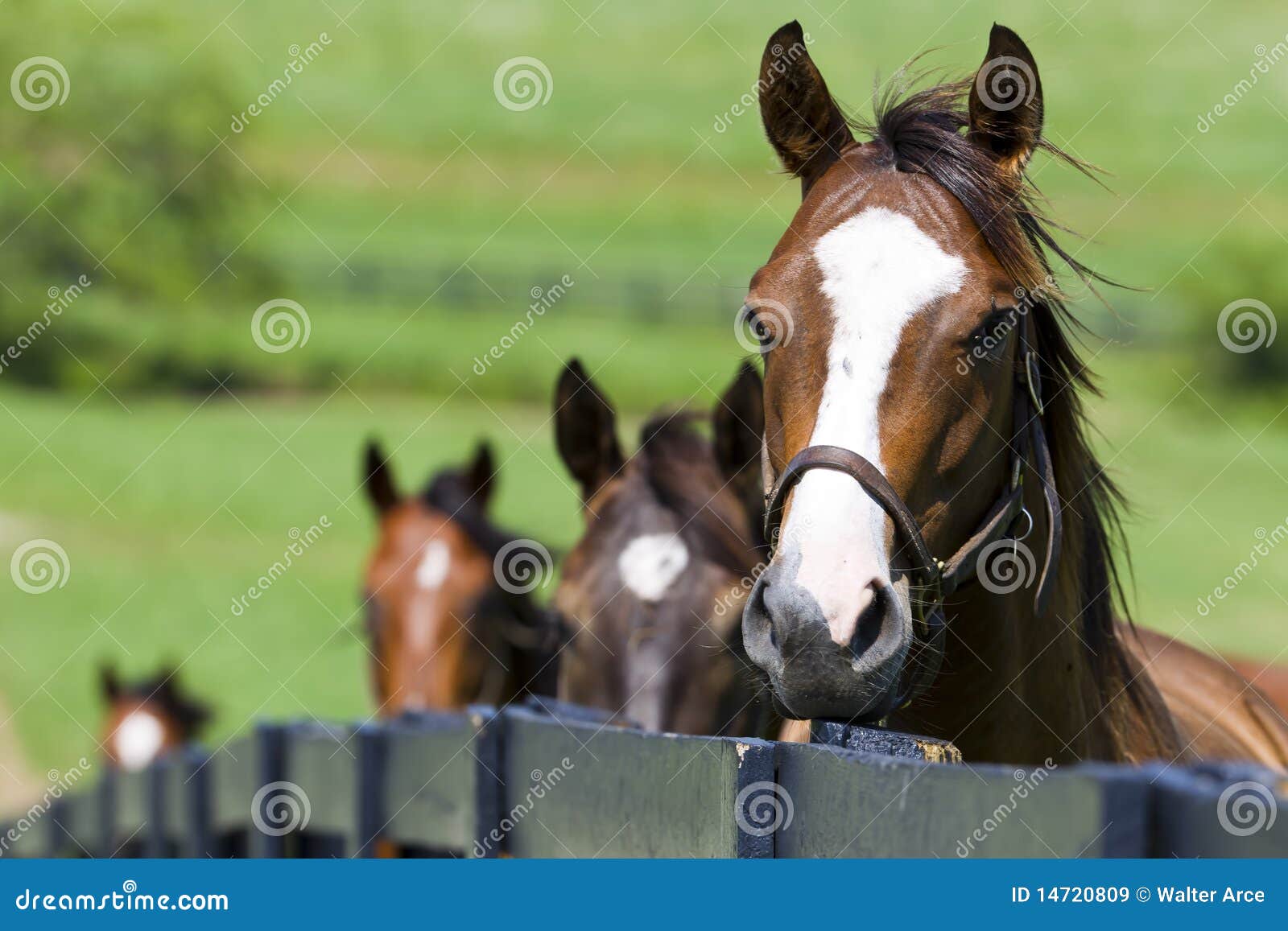 Horse Ranch stock image. Image of green, elegant, closeup - 14720809