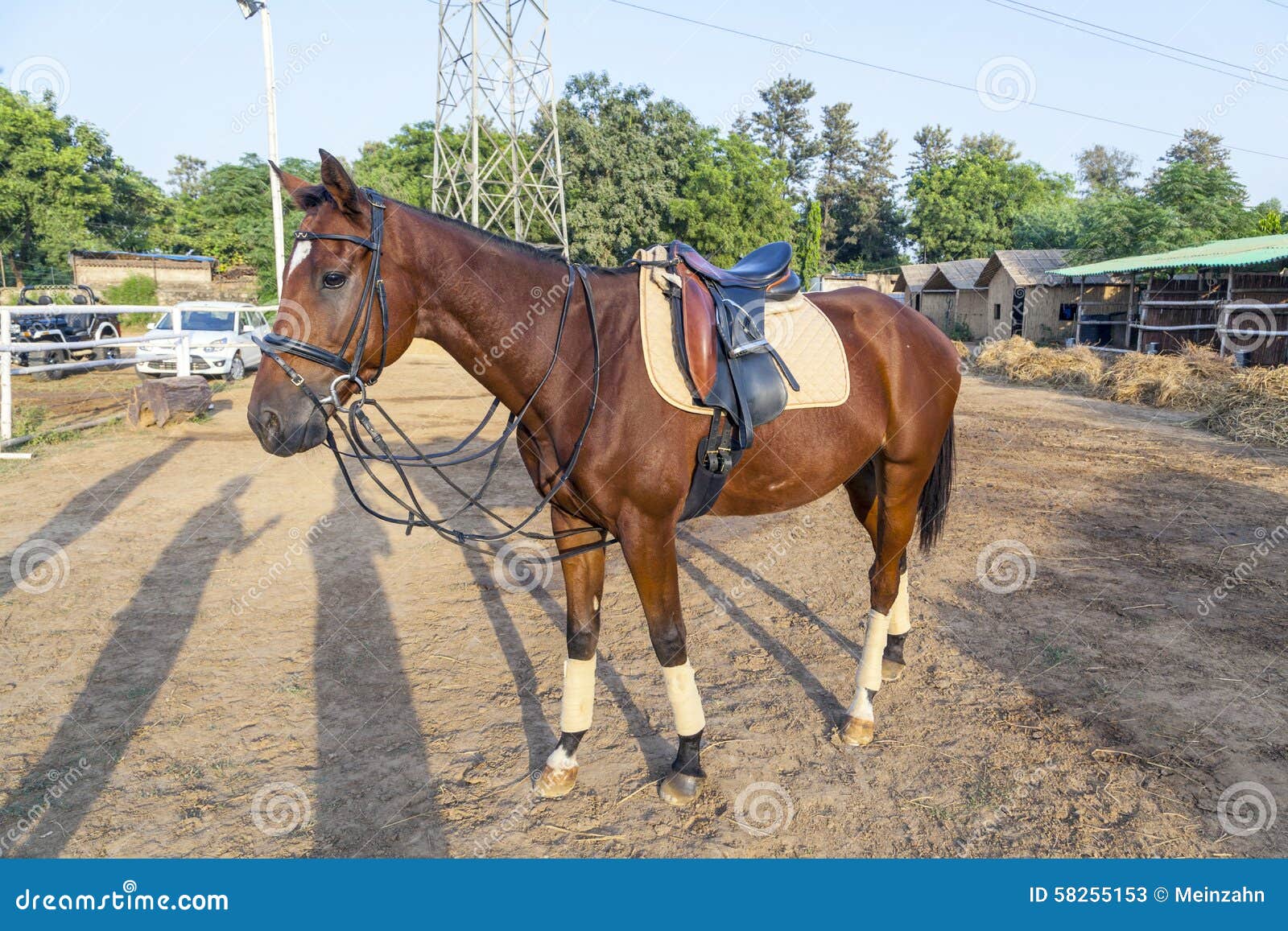 Horse ready for a ride stock image. Image of hand, horseshoe - 58255153
