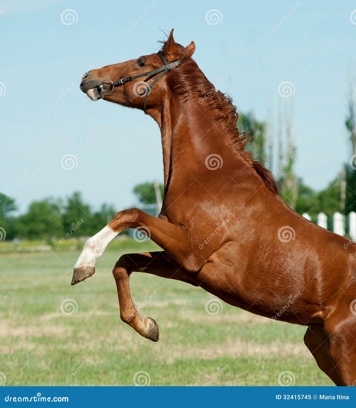 Horse rear stock image. Image of livestock, highland - 32415745