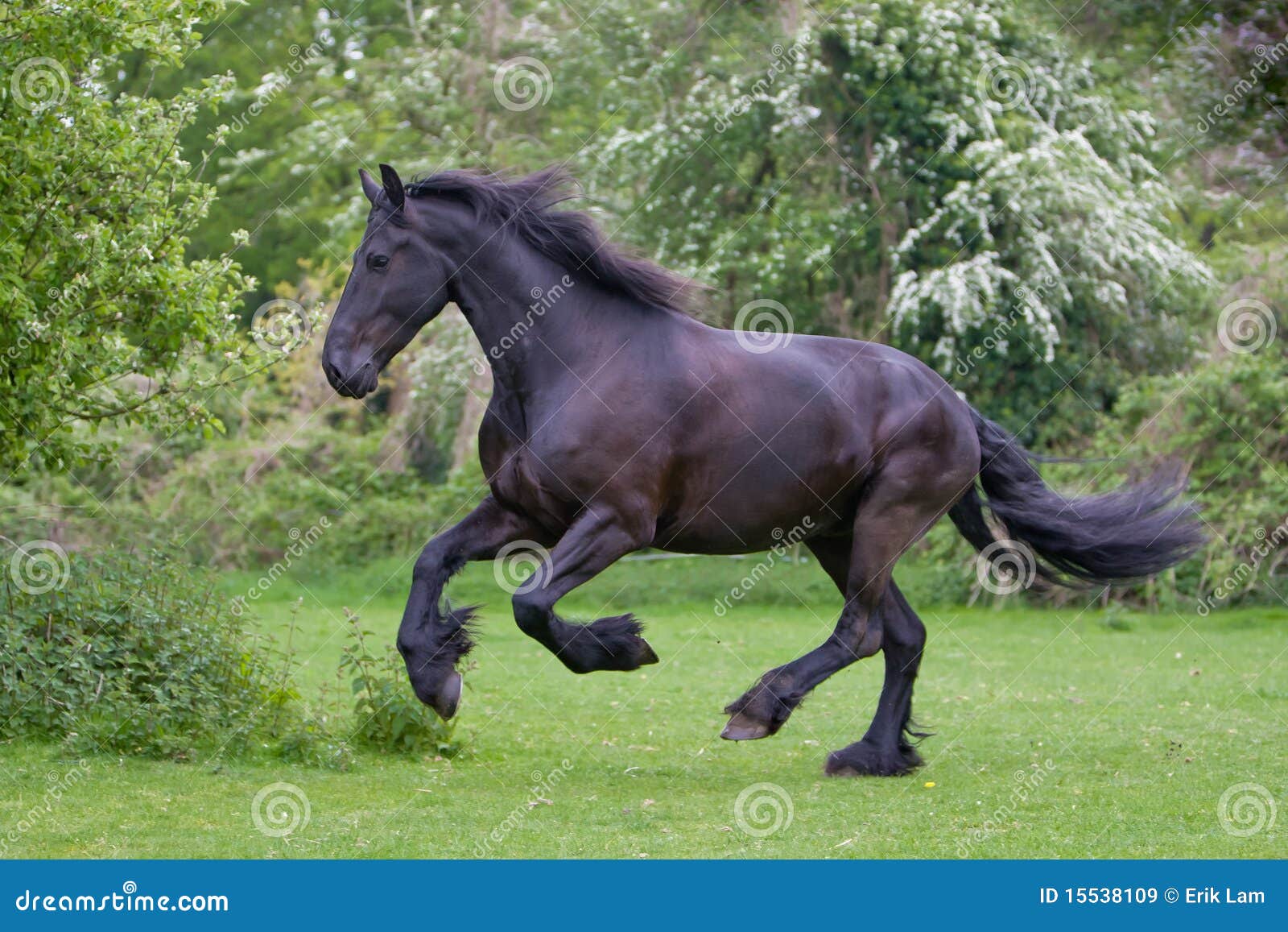 Friesian Horse Rearing