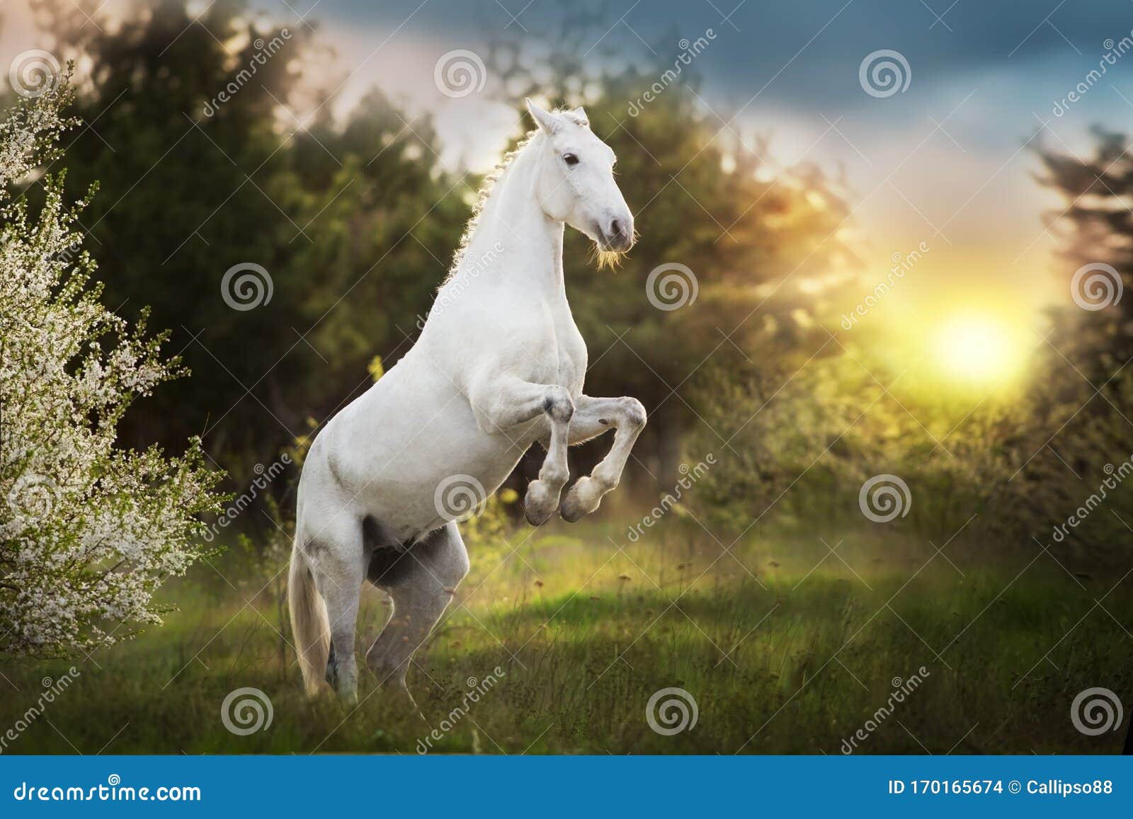 White Horse Rearing In The Sunset Horsephotography