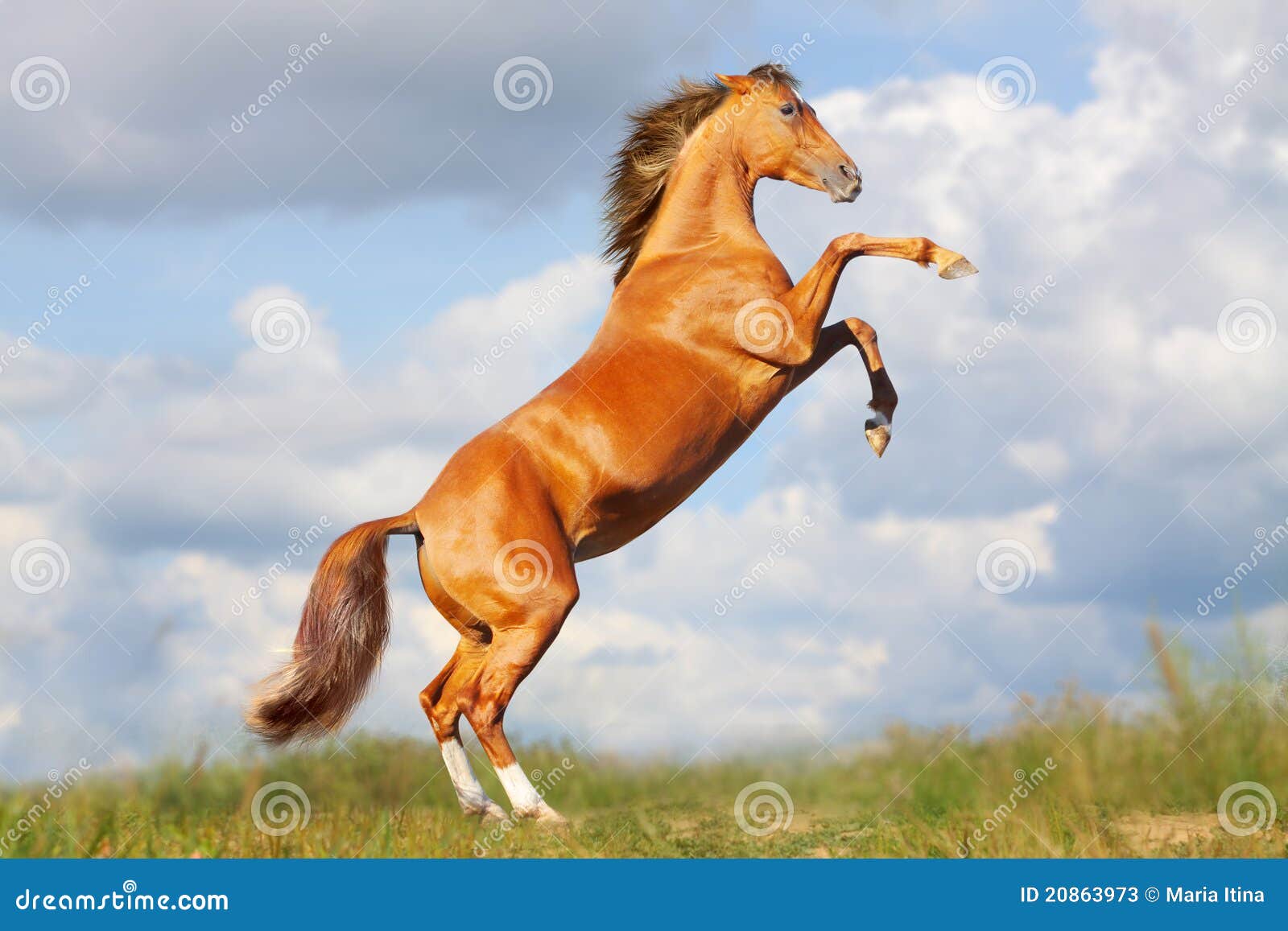 Horse rears stock image. Image of jump, fluffy, beast - 20863973