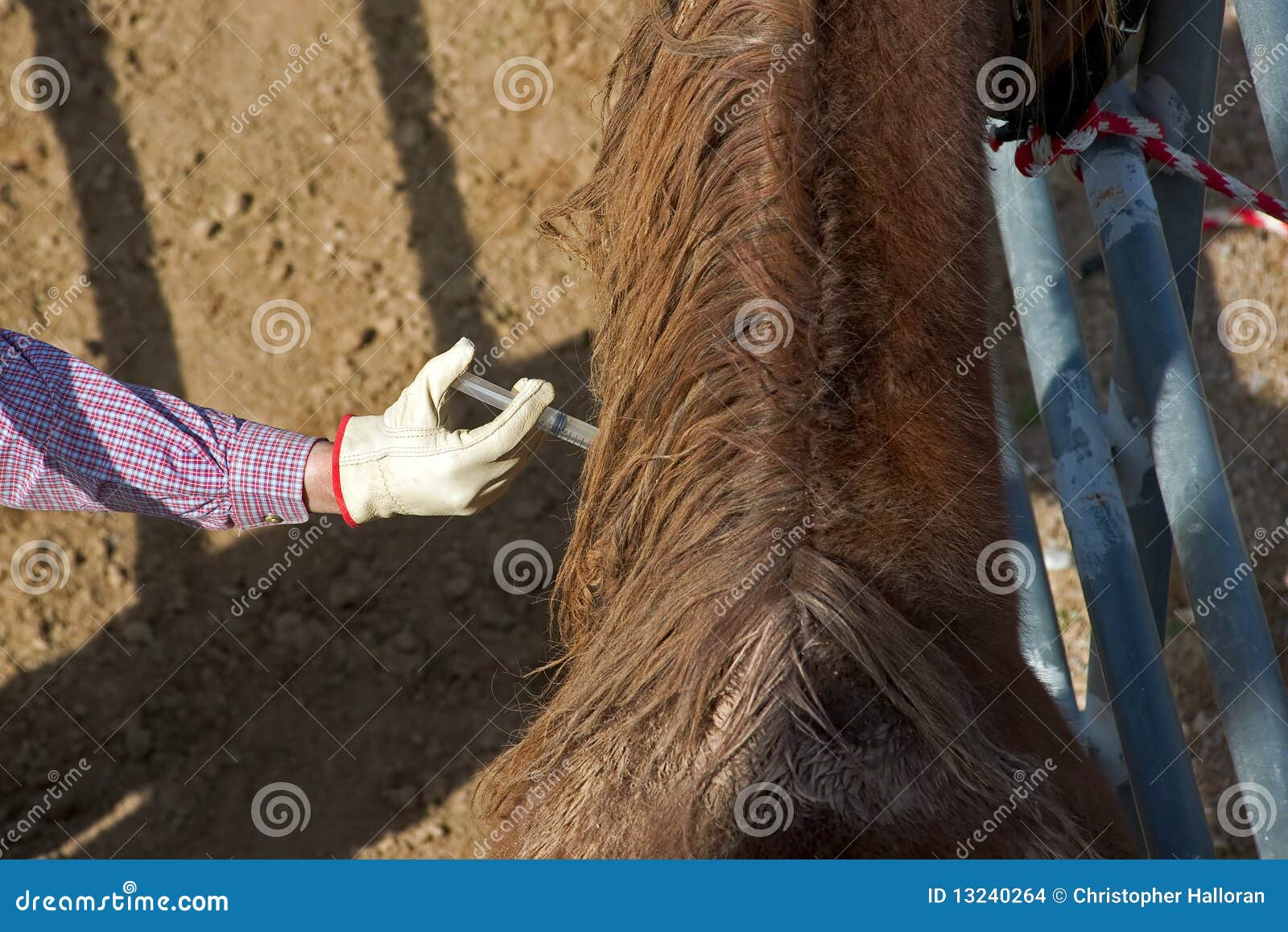 Horse receiving injection stock photo. Image of hand - 13240264