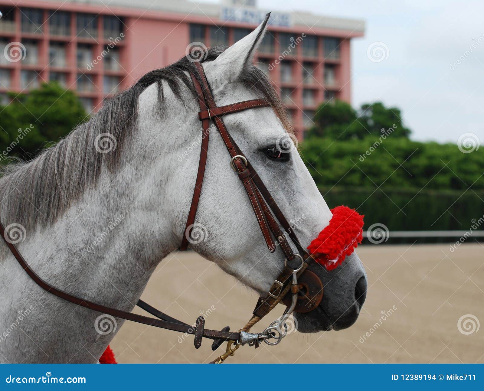 Horse with Red Bridle stock photo. Image of pasture, bridle - 12389194