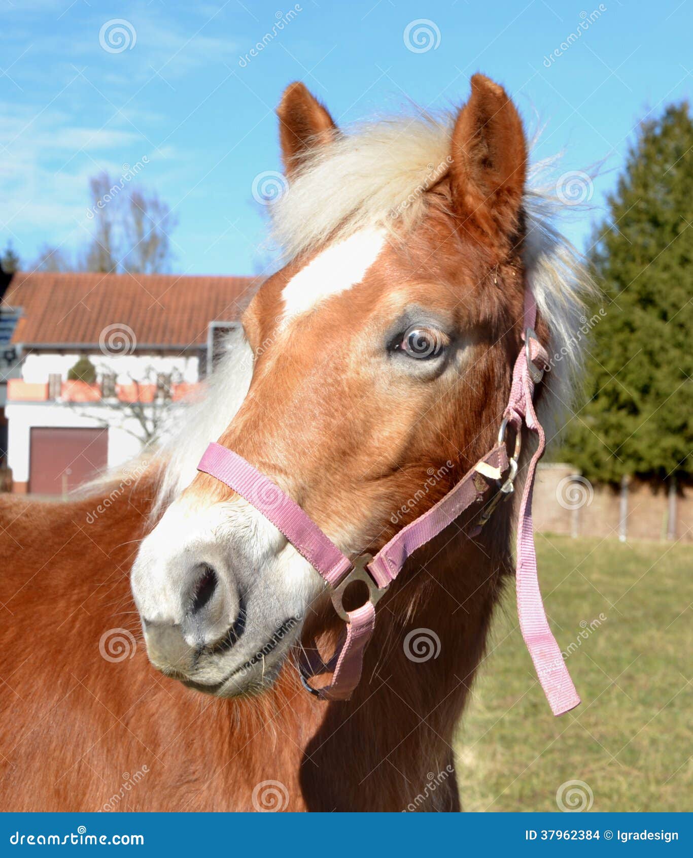 Horse with red bridle stock photo. Image of fell, skin - 37962384