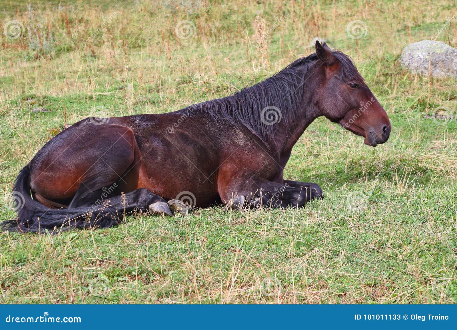 Horse resting on the grass stock image. Image of meadow - 101011133