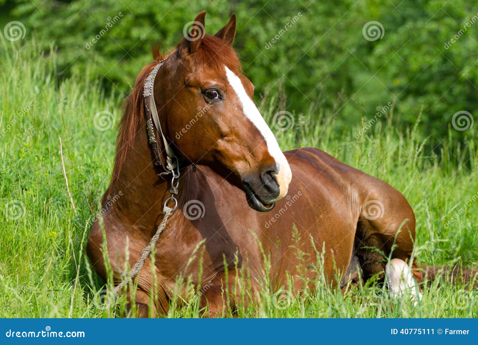 Horse resting stock image. Image of chestnut, laying - 40775111