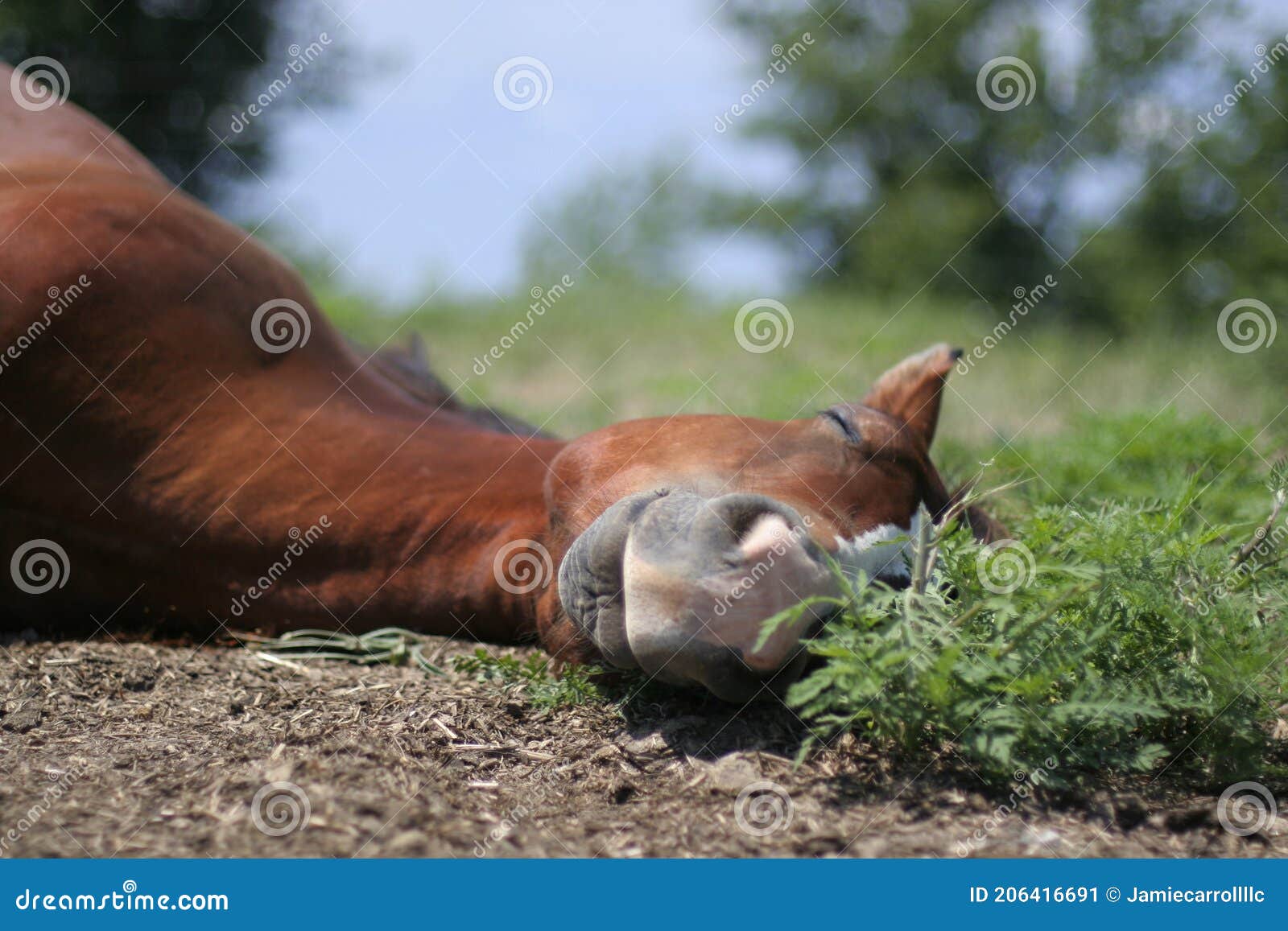 A Horse Resting on the Ground Stock Image - Image of farm, lying: 206416691
