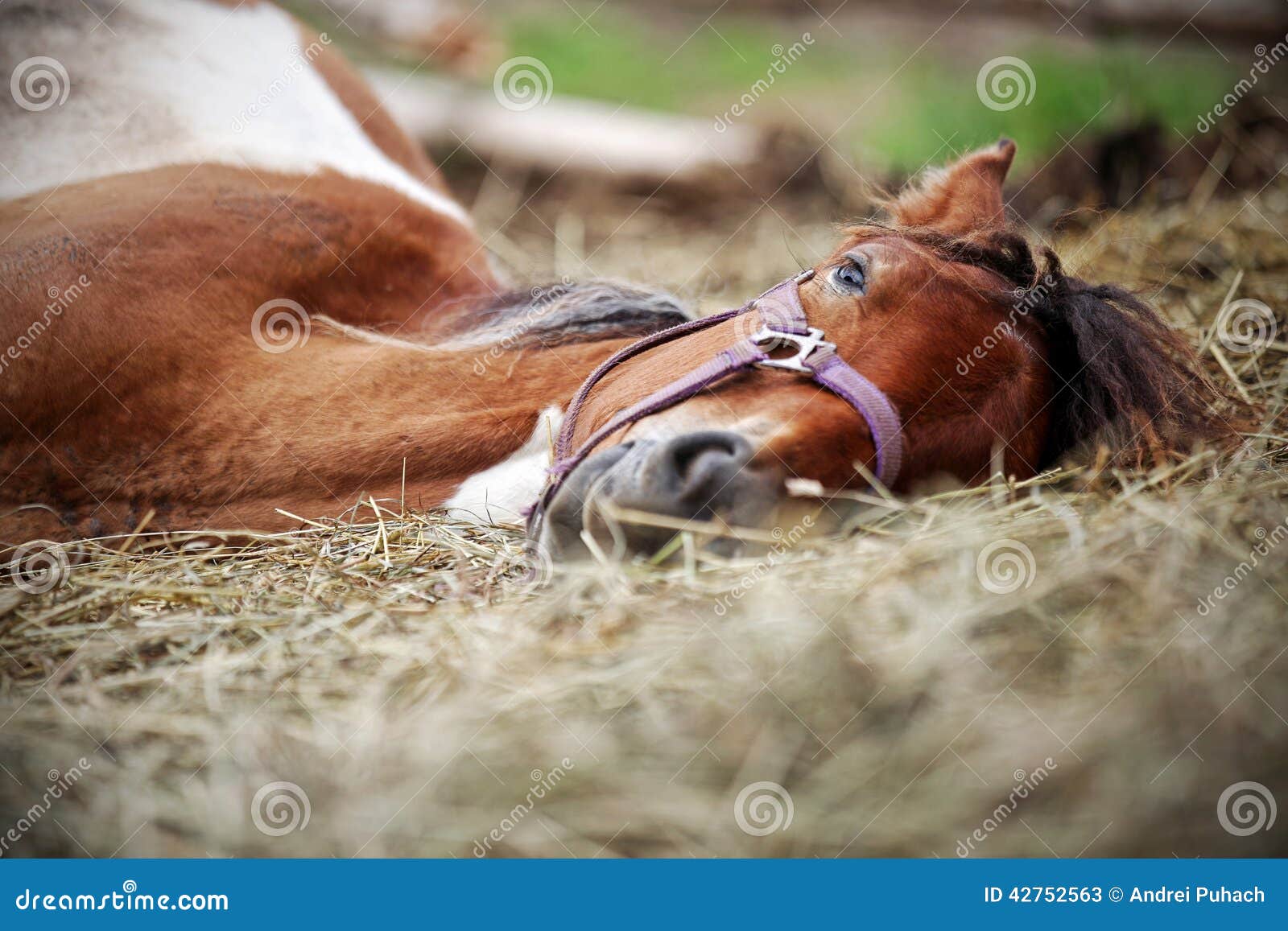 Horse resting in the hay stock image. Image of forest - 42752563