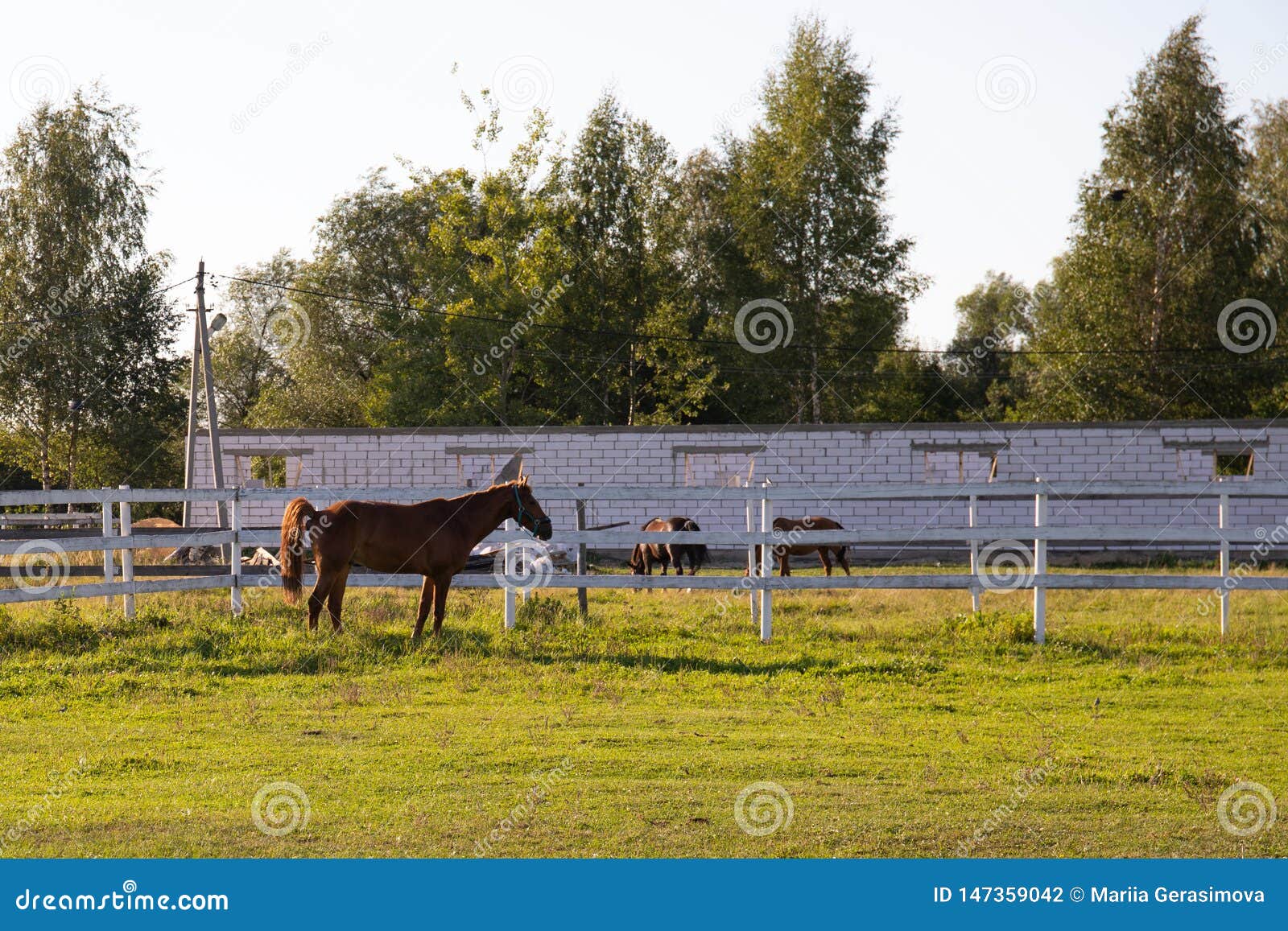 Horse in the Paddock on the Farm Stock Photo - Image of beauty, brown ...