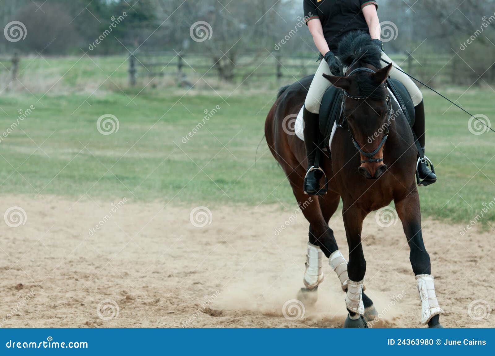 Horse and rider stock photo. Image of training, rider - 24363980