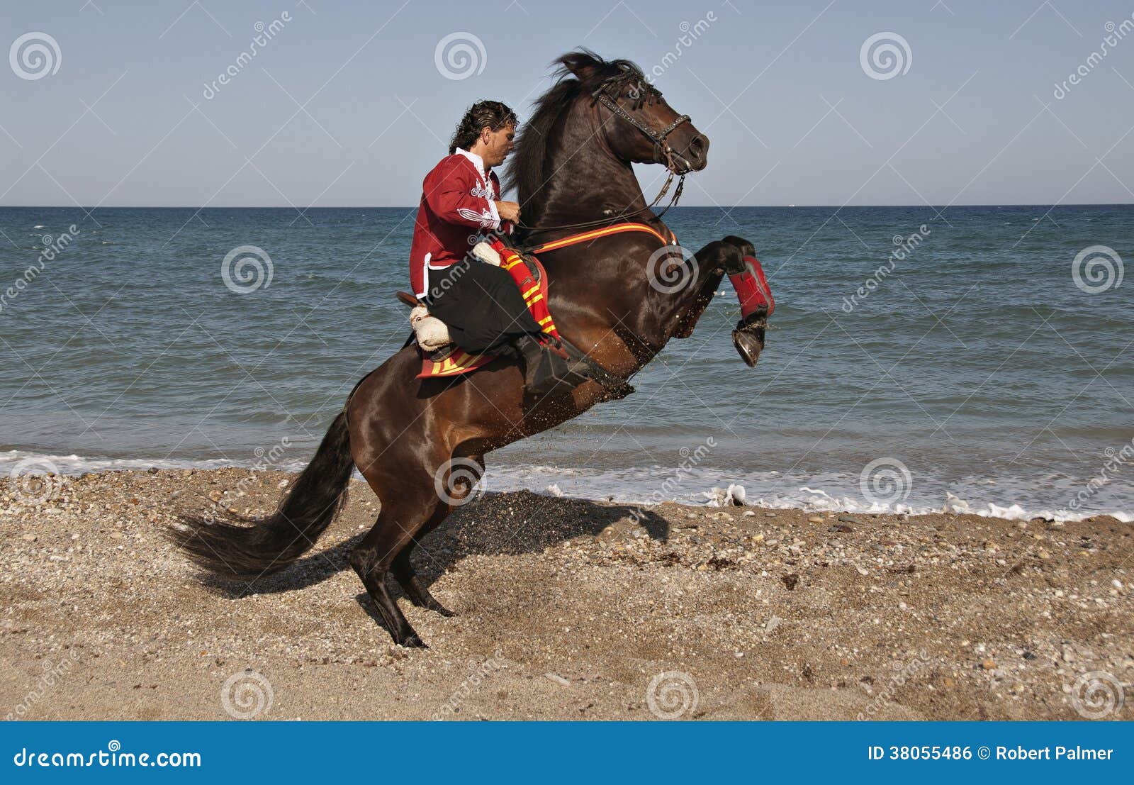 Horse and Rider editorial photo. Image of beach, tourism - 38055486