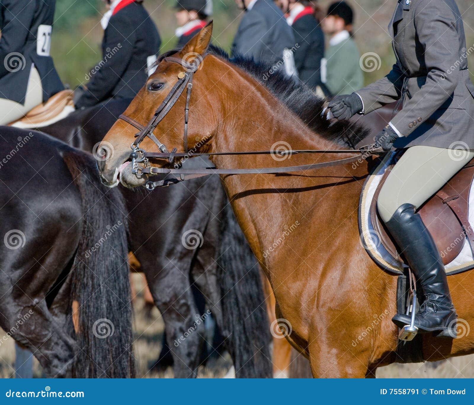 Fox Hunting Club Stock Photos - Free & Royalty-Free Stock Photos from ...