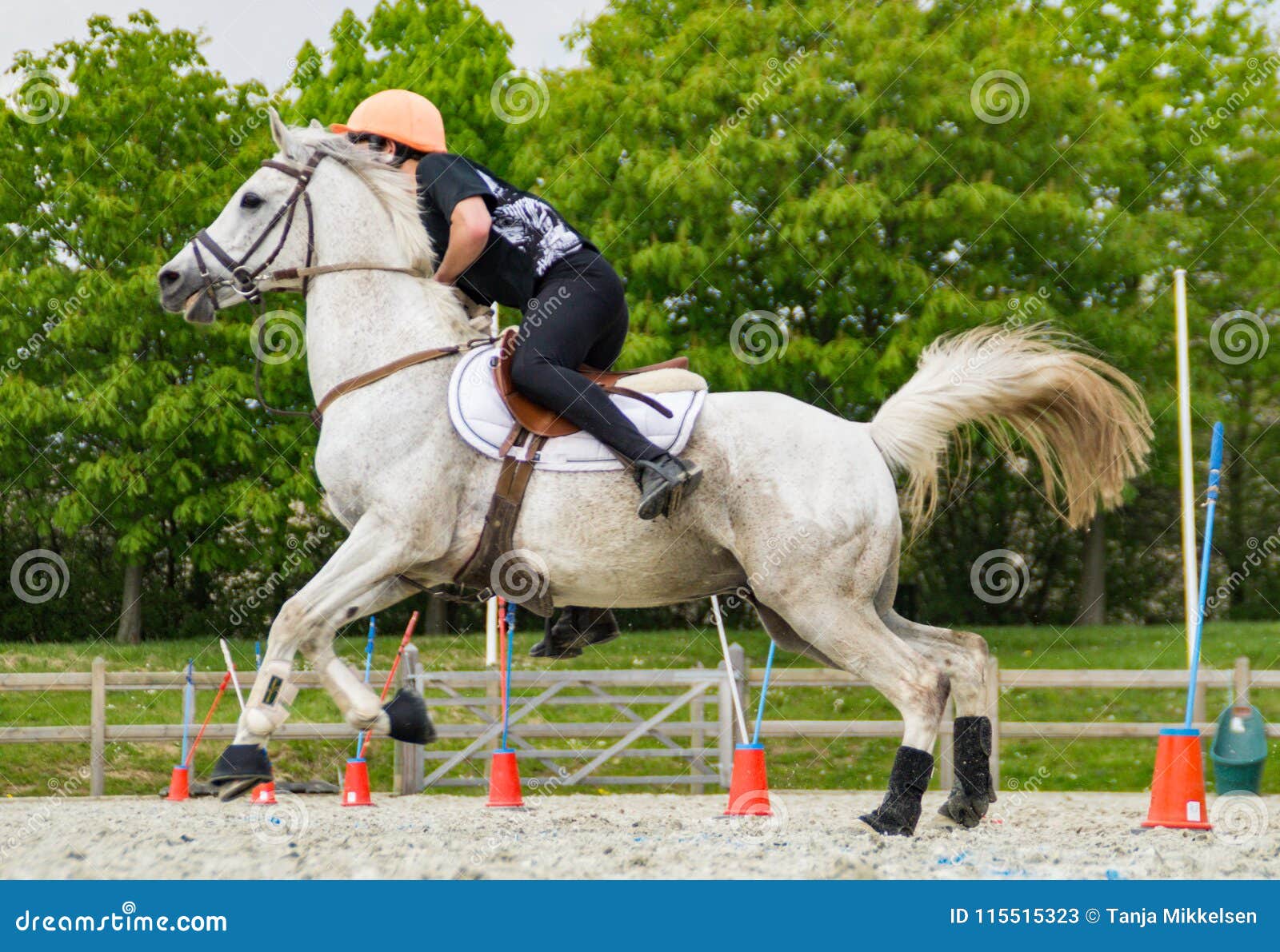 Galloping Pony with rider editorial stock photo. Image of competing ...
