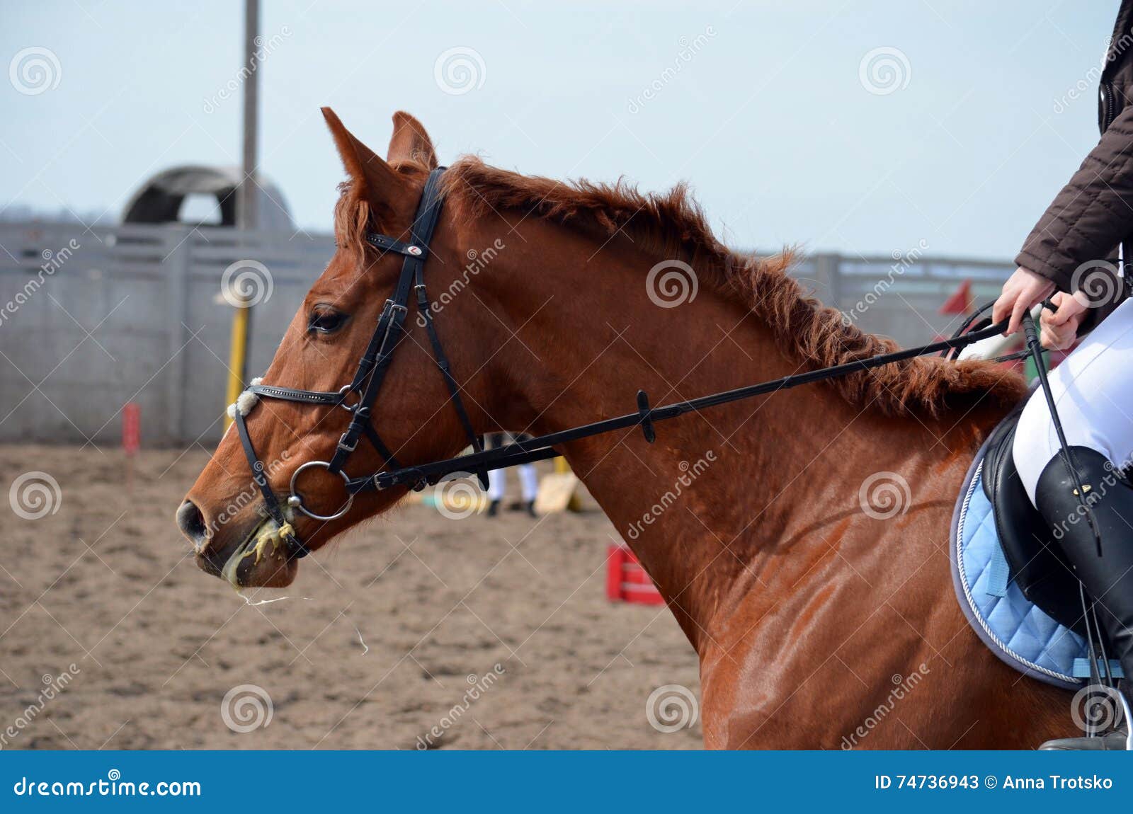Horse stock image. Image of active, sport, saddle, ginger - 74736943