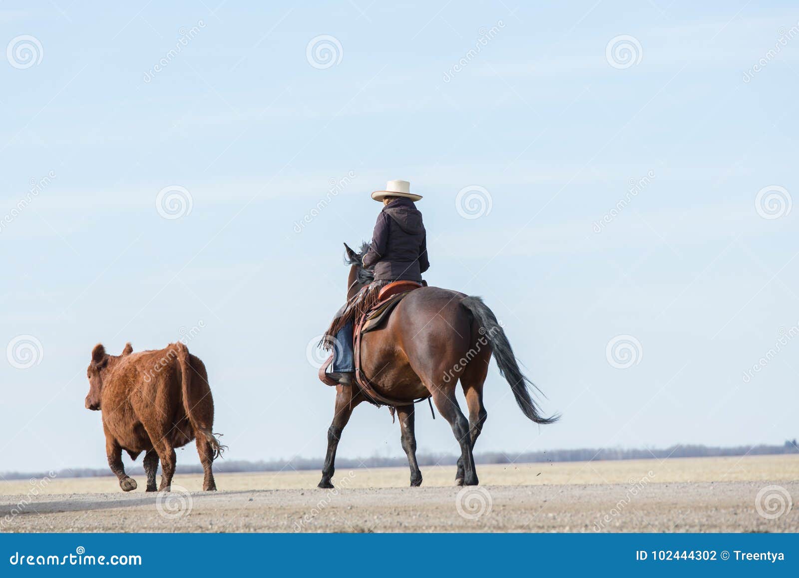 Horse and Rider Herding Cows Stock Photo - Image of horizontal, reins ...