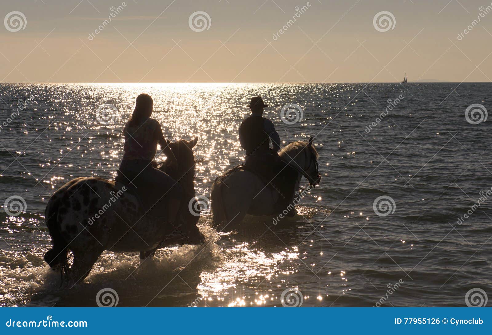 Horse riders in the sea stock photo. Image of evening - 77955126