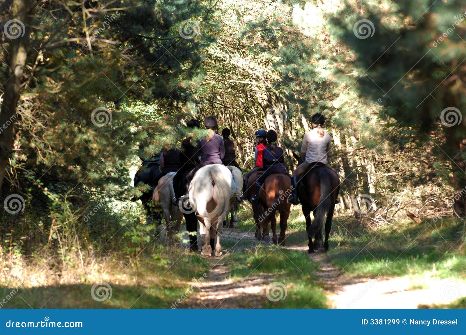 Horse riding stock image. Image of kids, equine, pack - 3381299