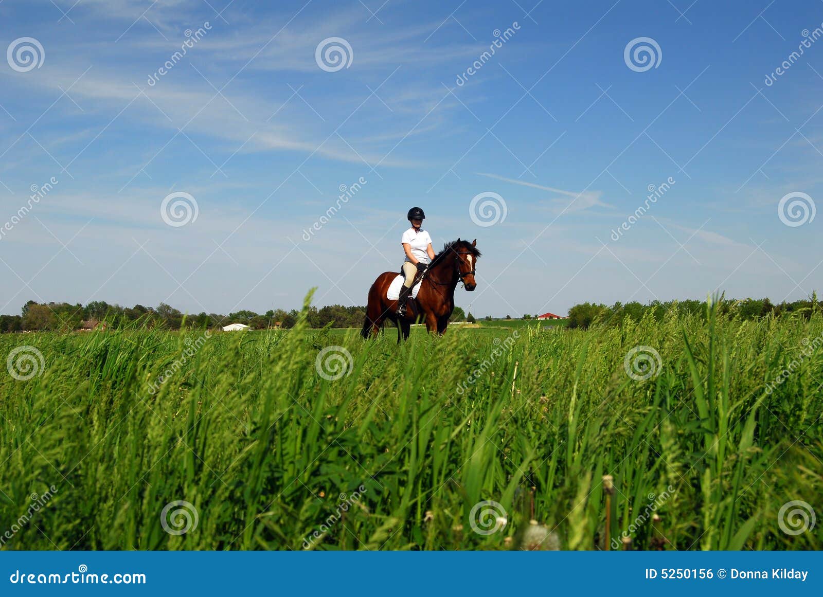 Horse riding in hay field stock photo. Image of outdoors - 5250156