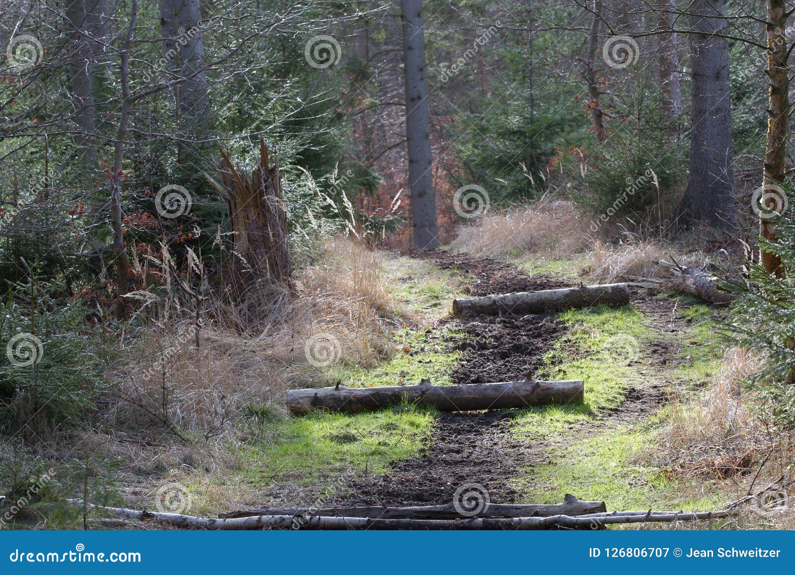 Horse Riding Path in a Forest in Denmark Stock Image - Image of ...