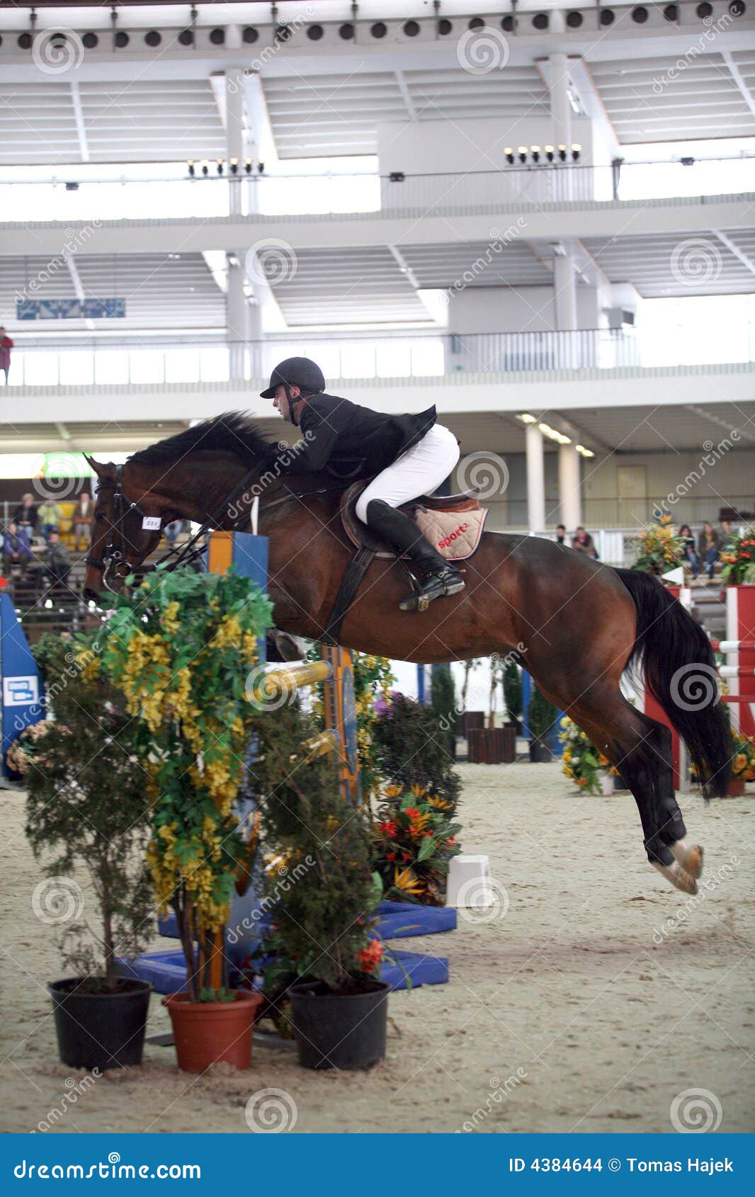 Horse riding race editorial stock image. Image of brown - 4384644
