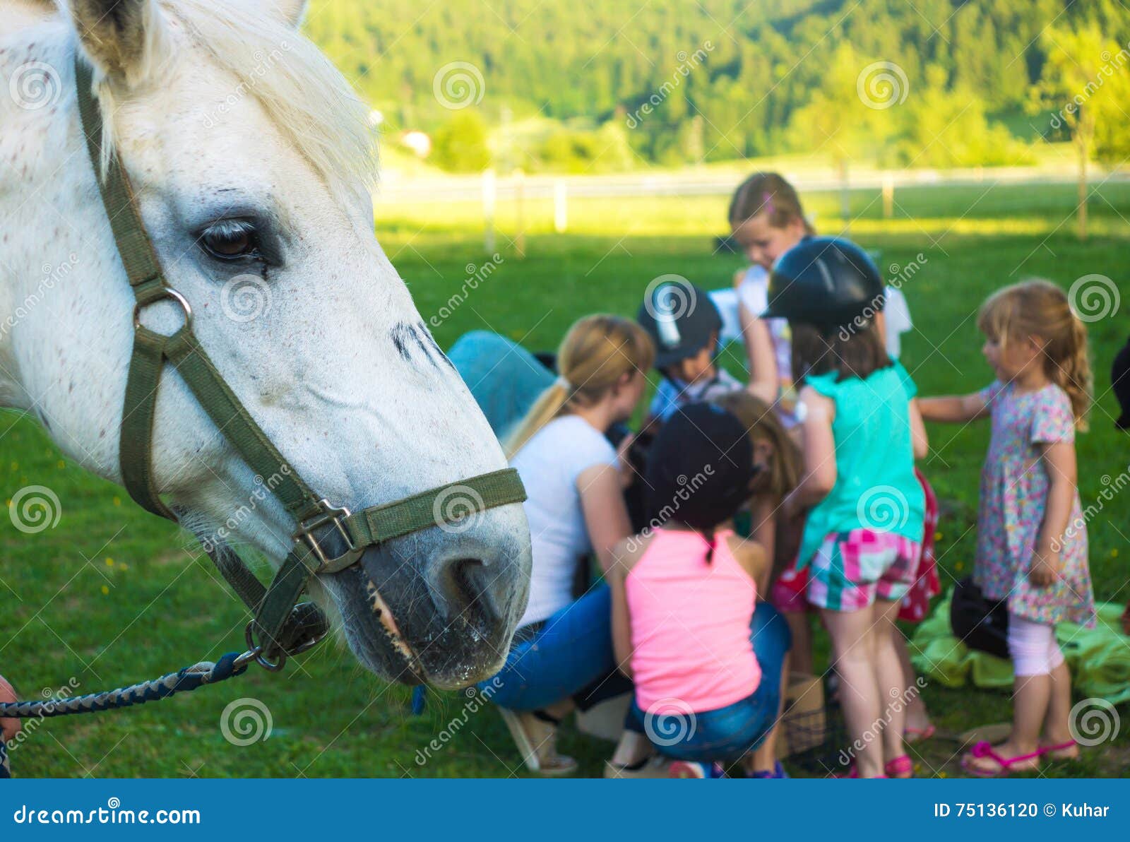 Horse riding school editorial image. Image of girl, pretty - 75136120
