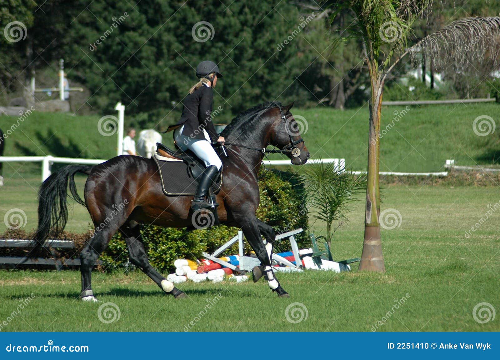 Horse riding sport stock photo. Image of animal, brown - 2251410