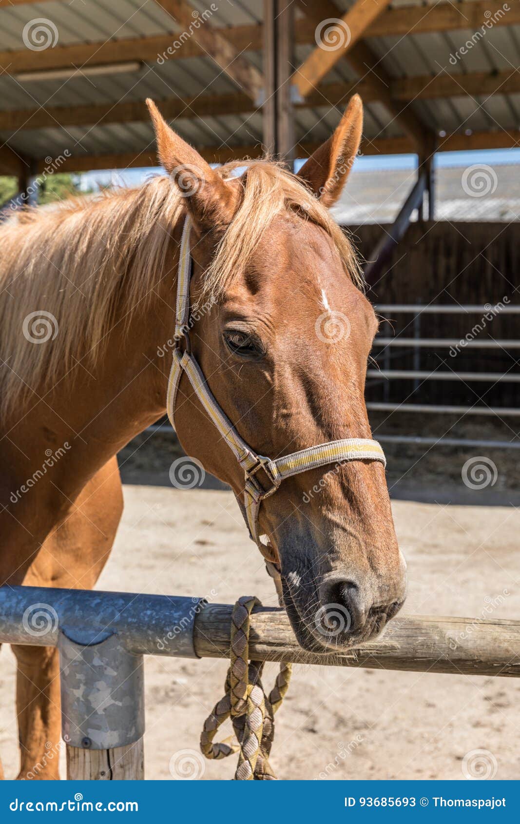 Horse in a riding stable stock image. Image of riding - 93685693
