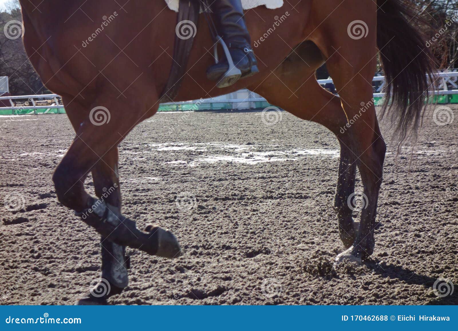 Horse Riding Training and Practice Stock Photo - Image of terrestrial ...
