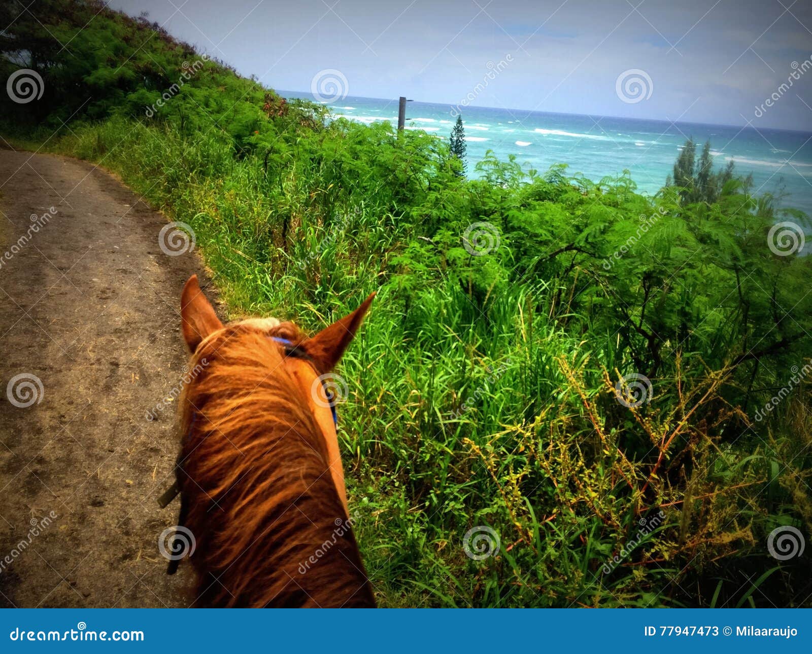 Horse Riding through Tropical Fields Stock Image - Image of horse, high ...