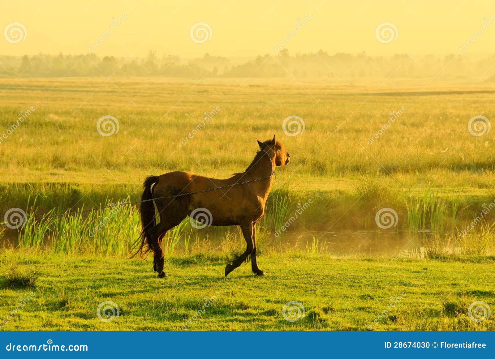 Horse of a rising sun stock photo. Image of cloud, black - 28674030