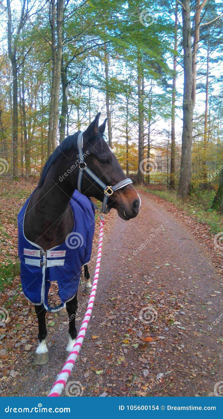 Horse on a rode editorial stock image. Image of trees - 105600154