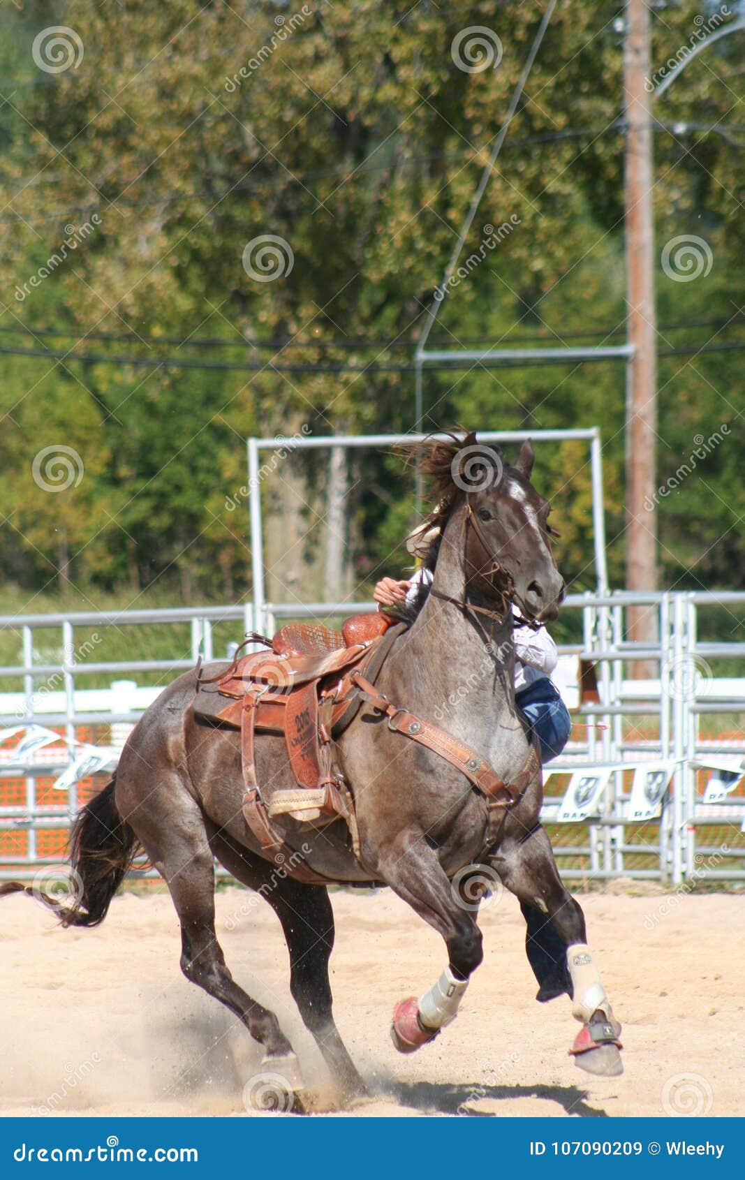 Rodeo horse stock image. Image of rodeo, riverfalls - 107090209