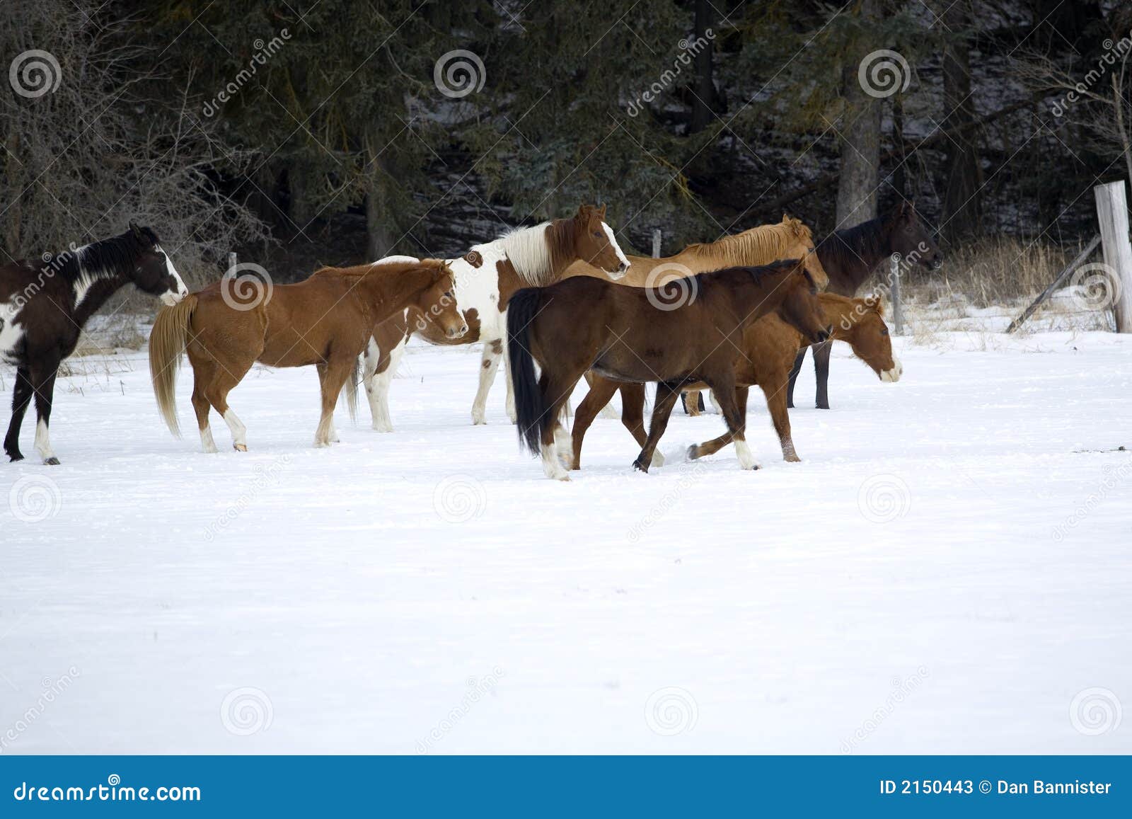 Horse Roundup stock image. Image of snow, rocky, western - 2150443
