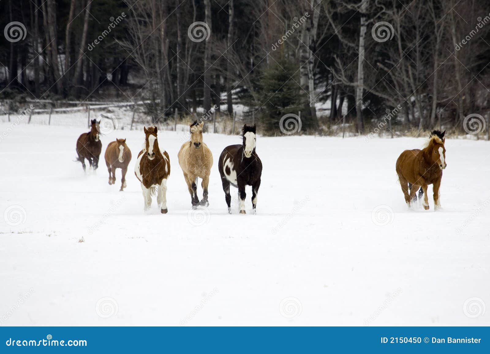 Horse Roundup stock photo. Image of mountains, country - 2150450