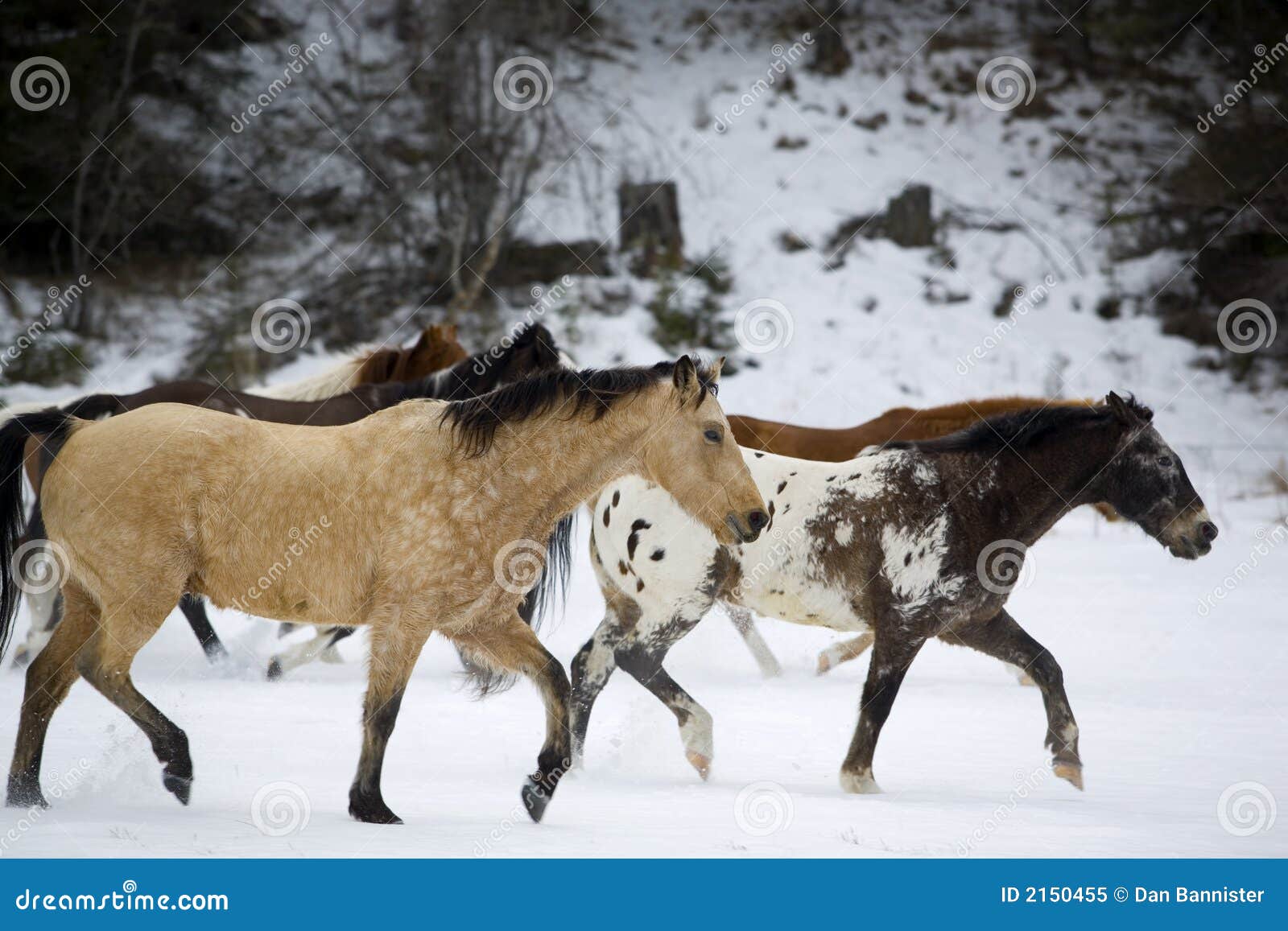 Horse Roundup stock image. Image of western, rocky, country - 2150455