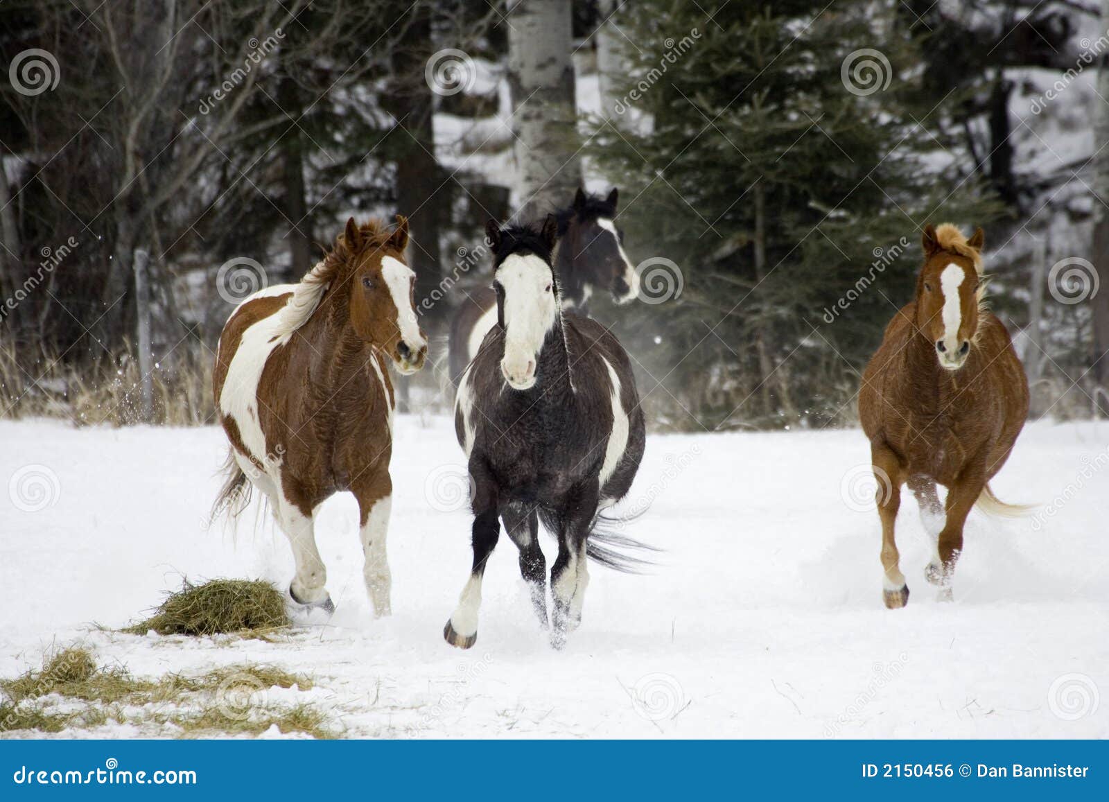 Horse Roundup stock photo. Image of west, rocky, cowboy - 2150456