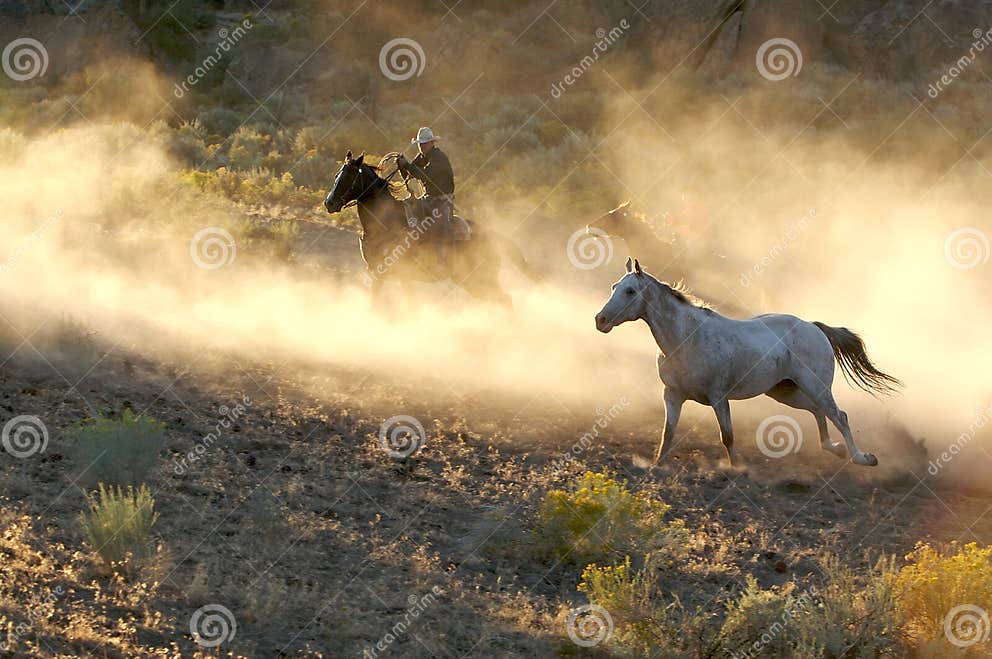 Horse Roundup stock image. Image of corral, horse, farm - 5234215