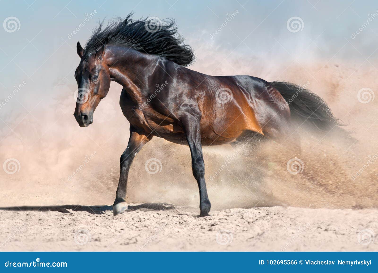 Horse run in dust stock photo. Image of fast, force - 102695566