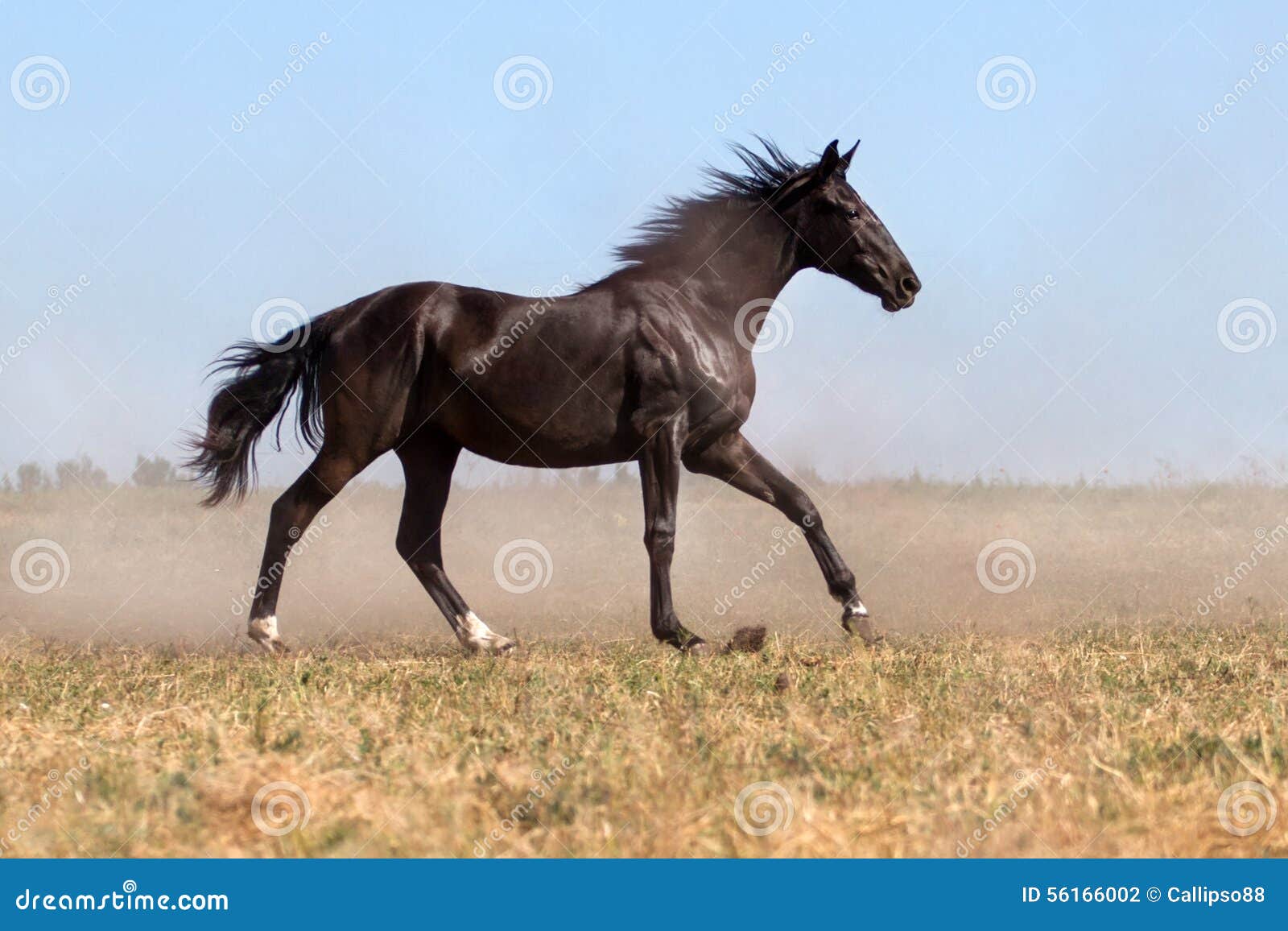 Horse run in dust stock photo. Image of lusitano, gallop - 56166002