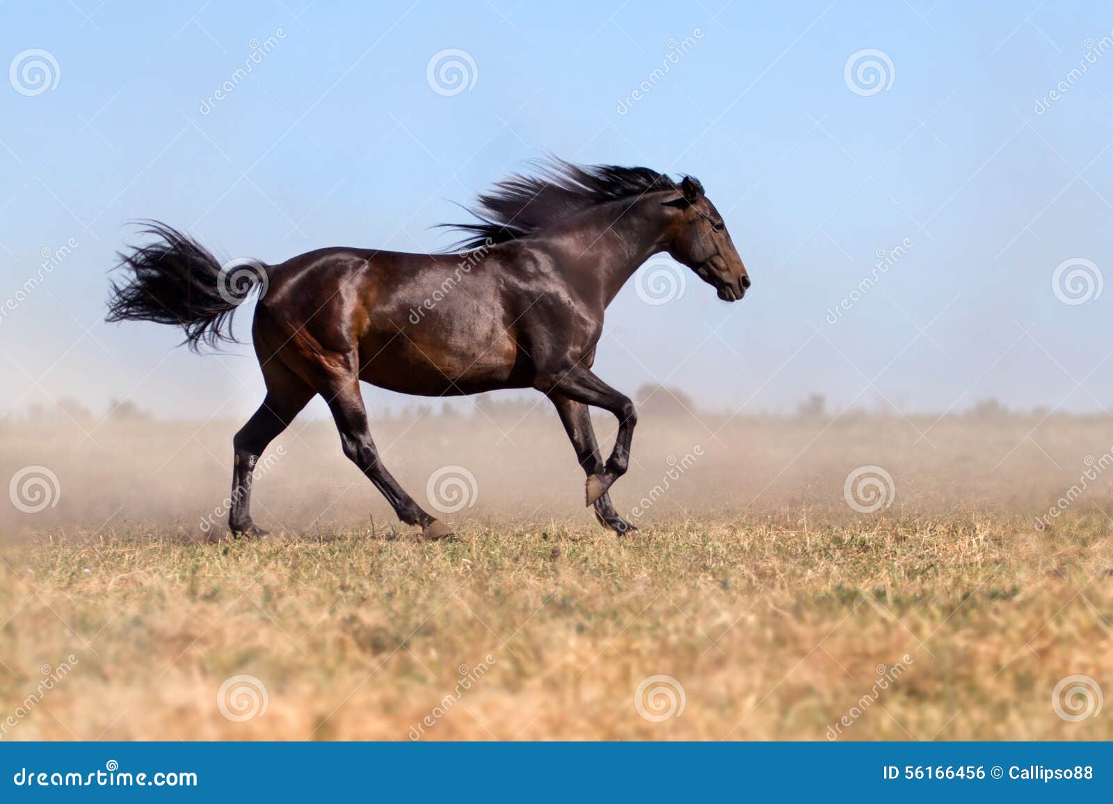 Horse run in dust stock photo. Image of clouds, cloudy - 56166456