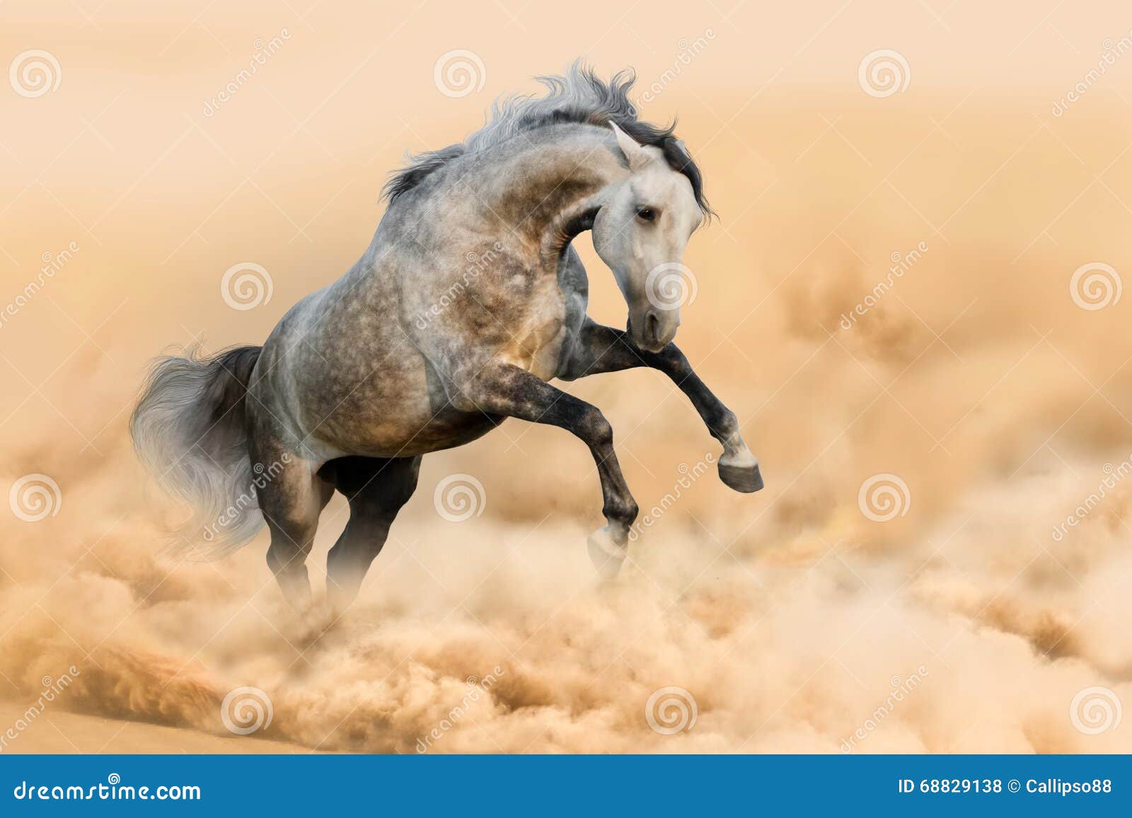 Horse run in dust stock photo. Image of equestrian, equine - 68829138
