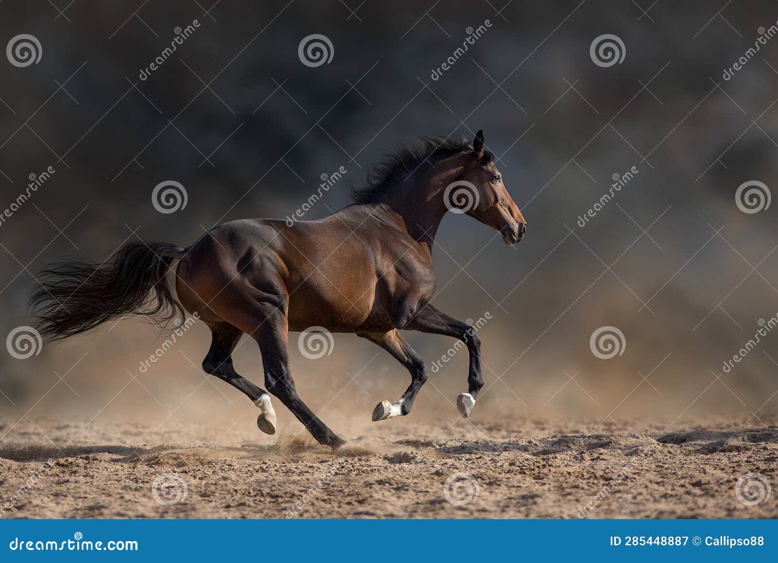 Horse run fast gallop stock illustration. Illustration of gallop ...